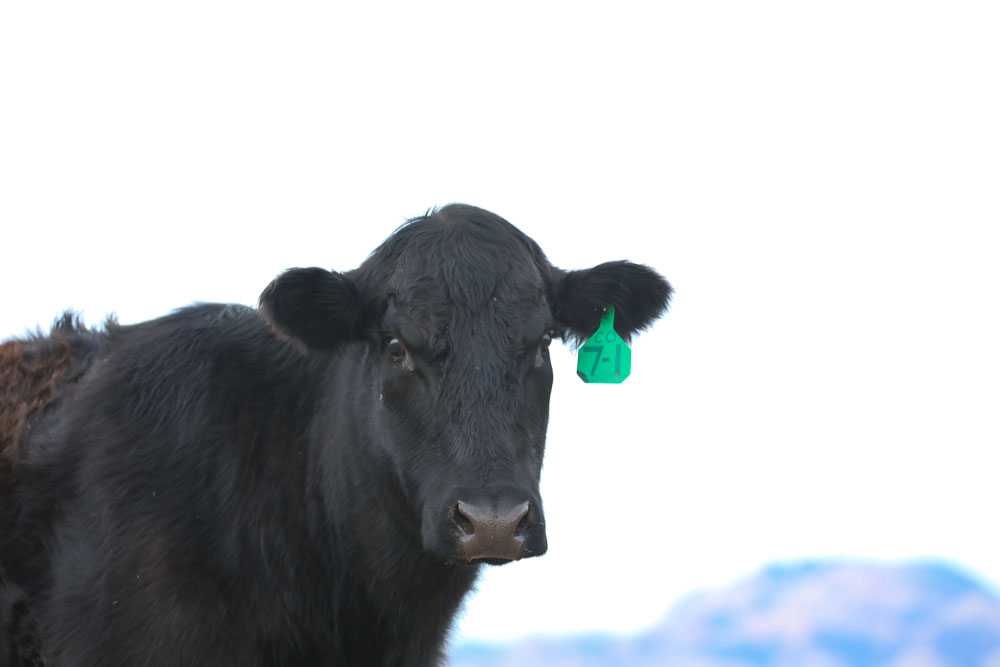 One photo from this morning - The Café - Square Wheels Cycling