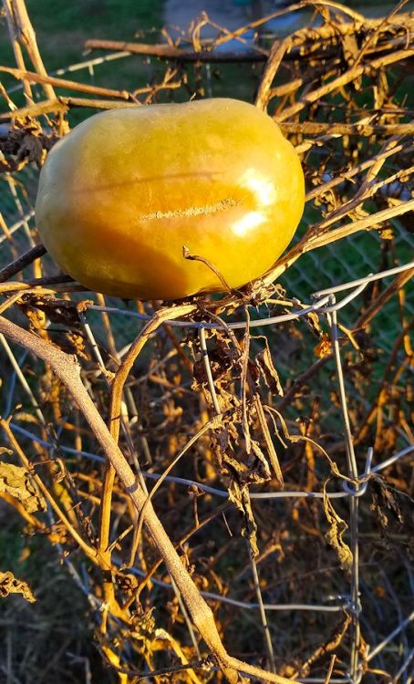 The Last Garden Tomato - picked in Winter!!! - The Café - Square Wheels ...