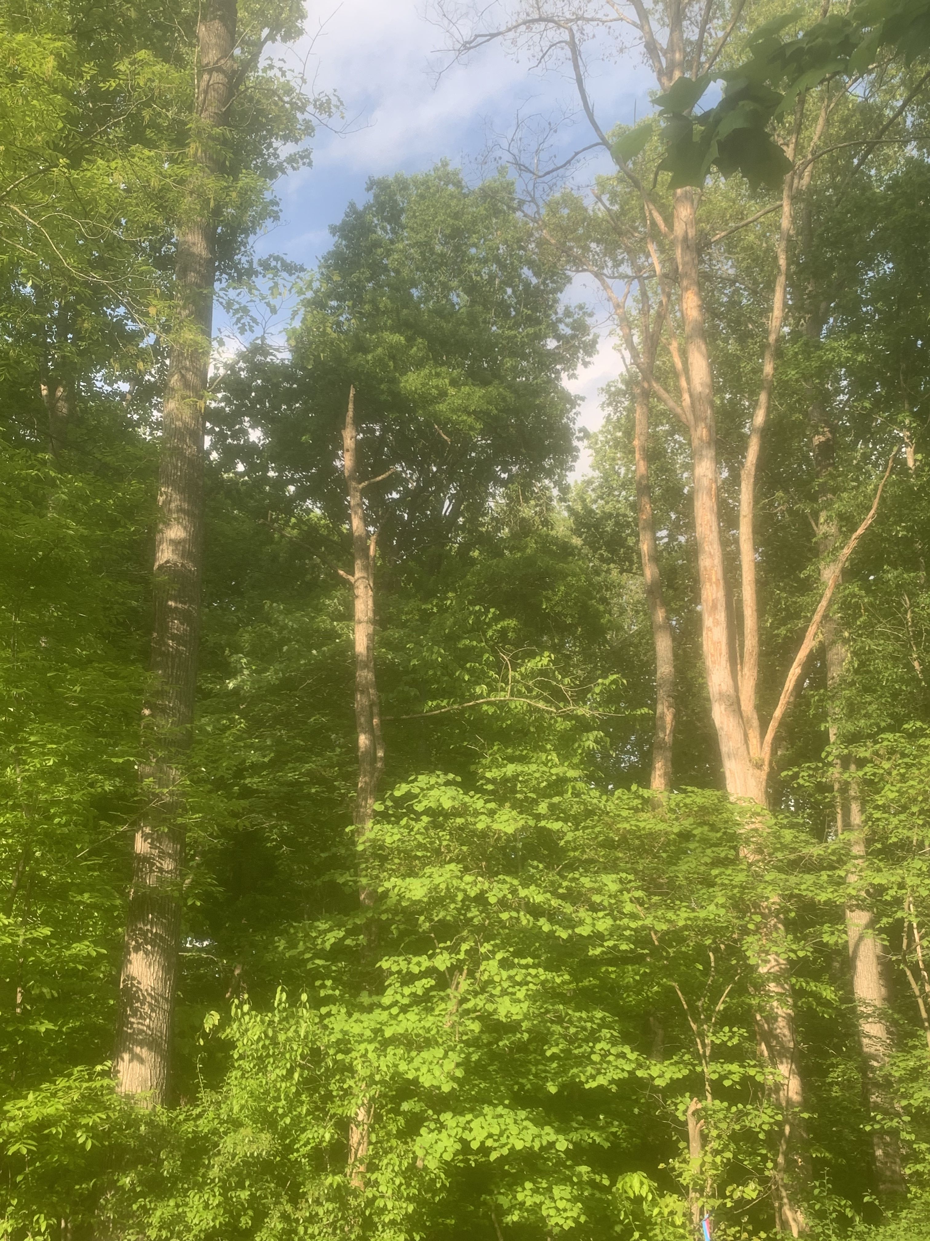 Dead trees - The Café - Square Wheels Cycling