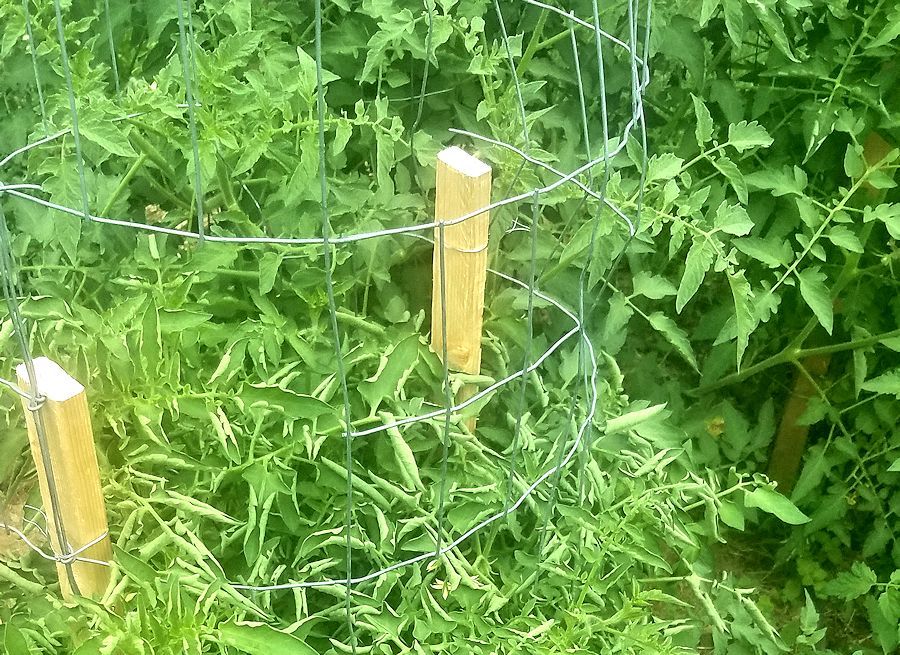 Tomatoes and Bell Peppers are native to Mexico and Central America - or ...